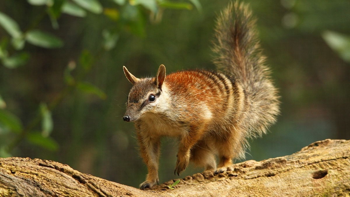 Ubuntu 24.04 LTS Noble Numbat on MyHost servers and VPS